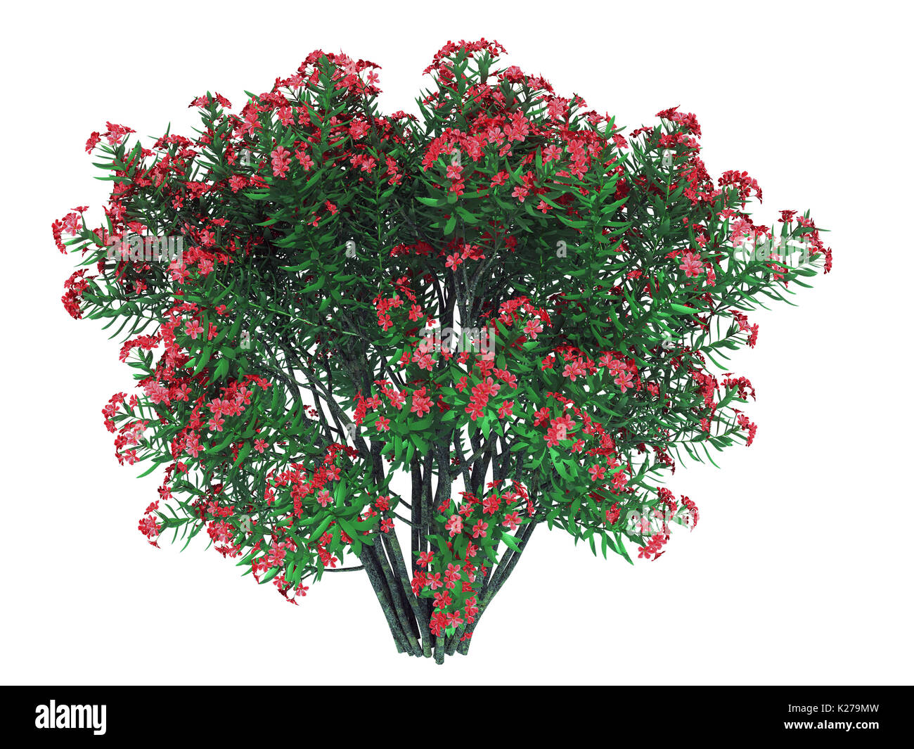3d rendering of a realistic flower bush isolated on white Stock Photo ...
