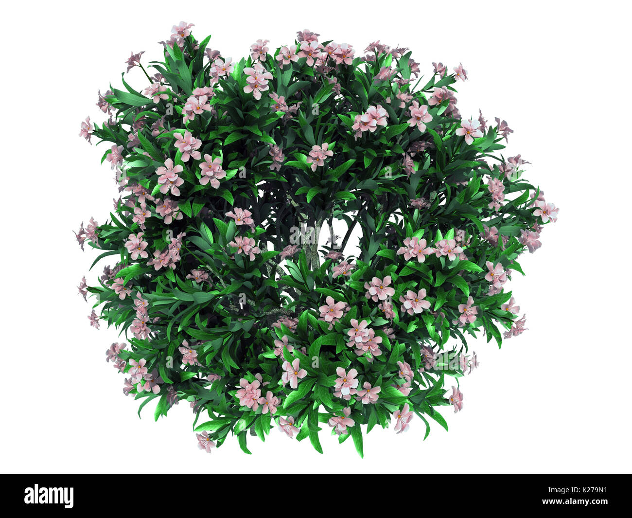 Flowers Bush Top View