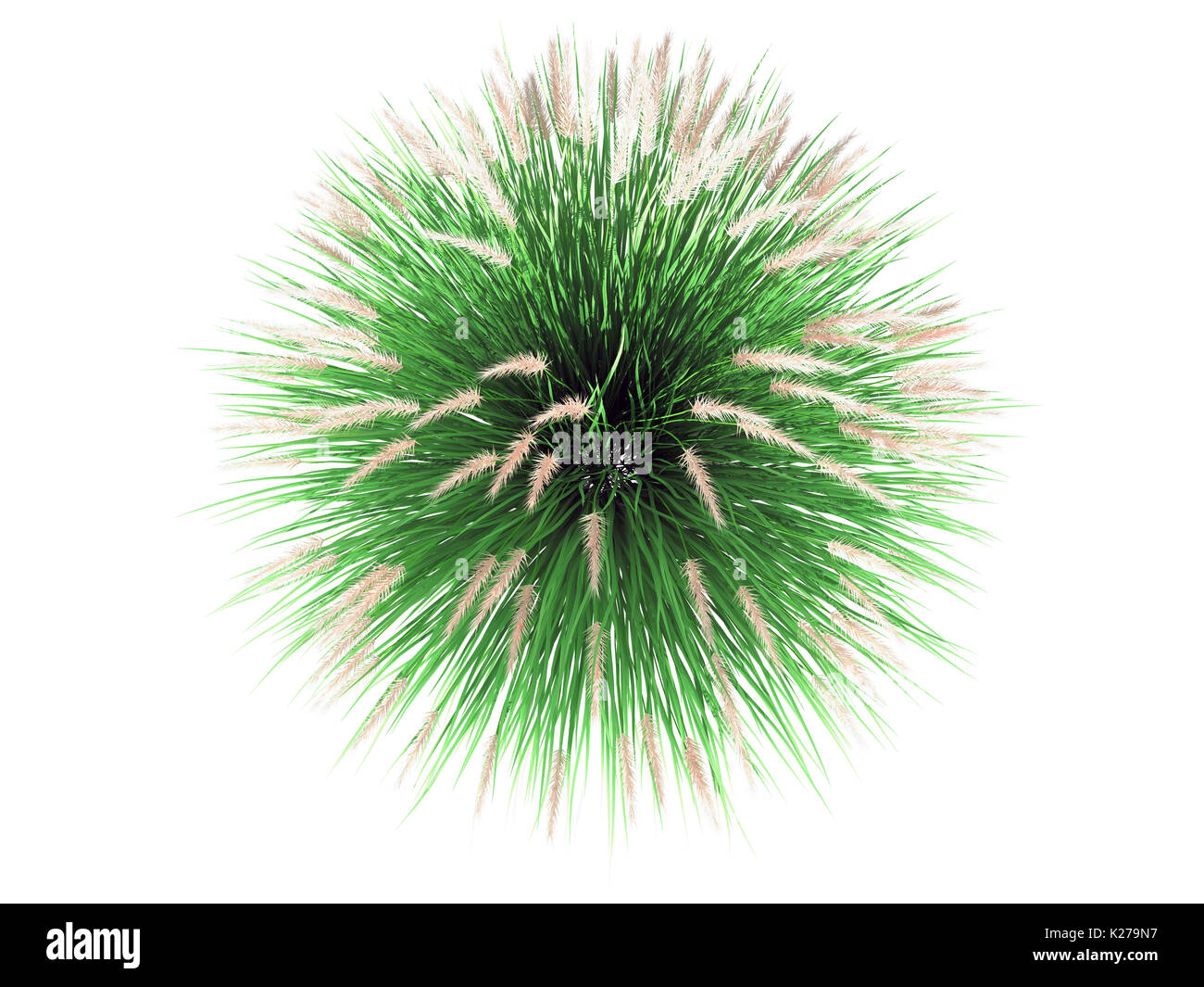 Flowers Bush Top View