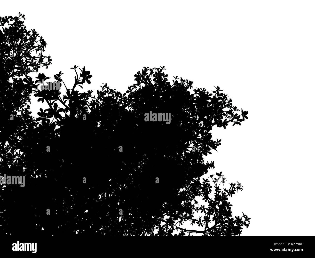 3d rendering of a silhouette tree isolated on white background Stock ...