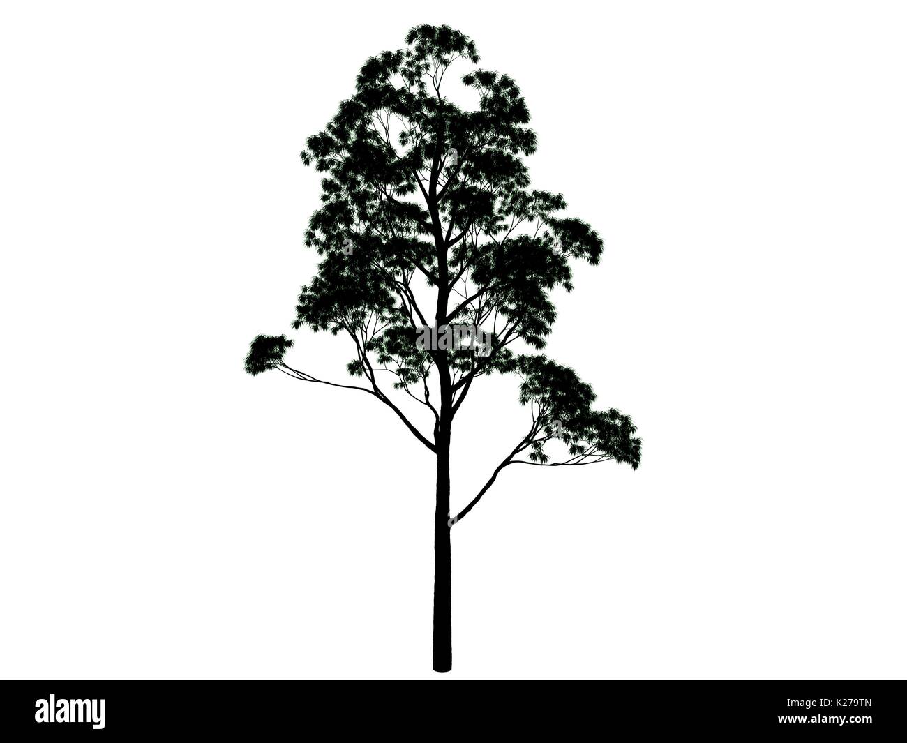 3d rendering of a silhouette tree isolated on white background Stock ...