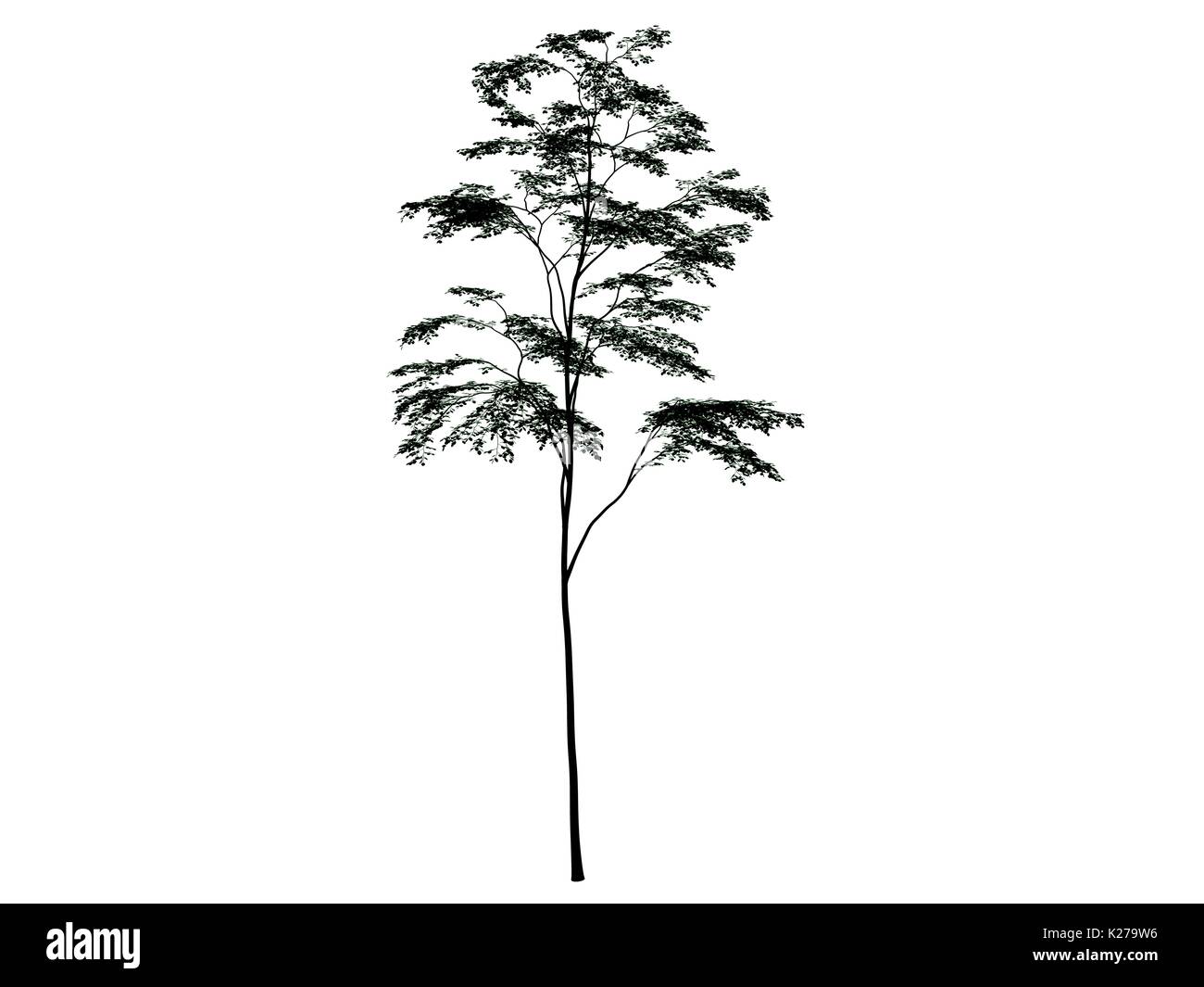 3d rendering of a silhouette tree isolated on white background Stock ...