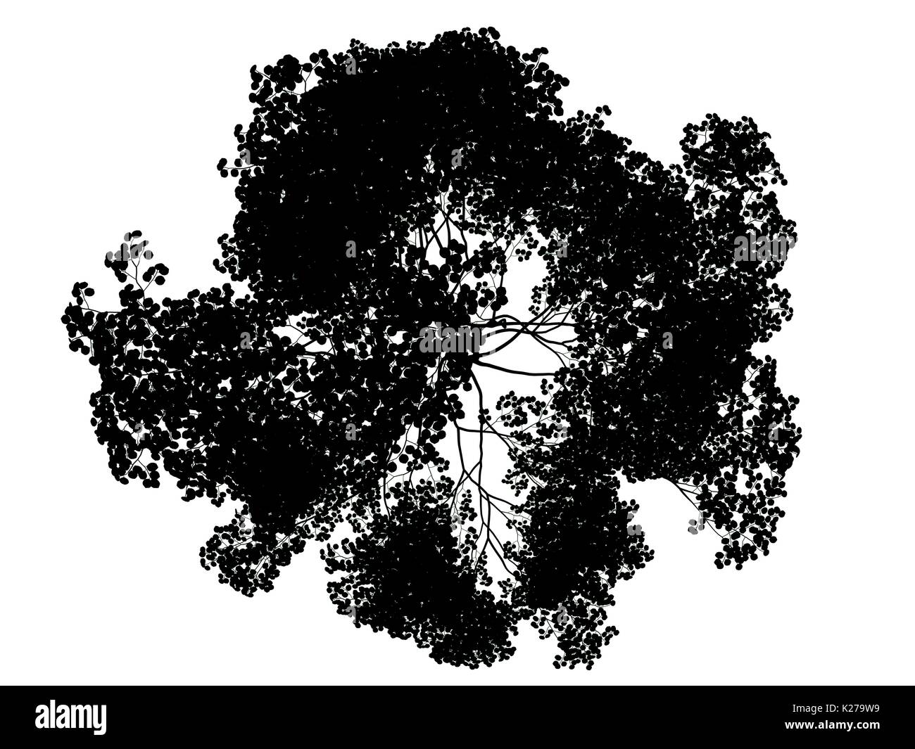 3d rendering of a silhouette tree isolated on white background Stock ...