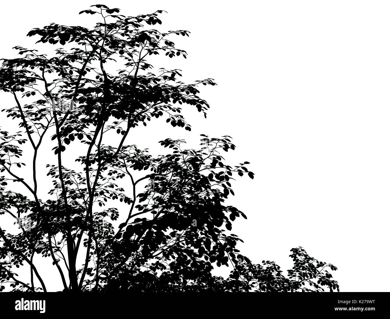 3d rendering of a silhouette tree isolated on white background Stock ...