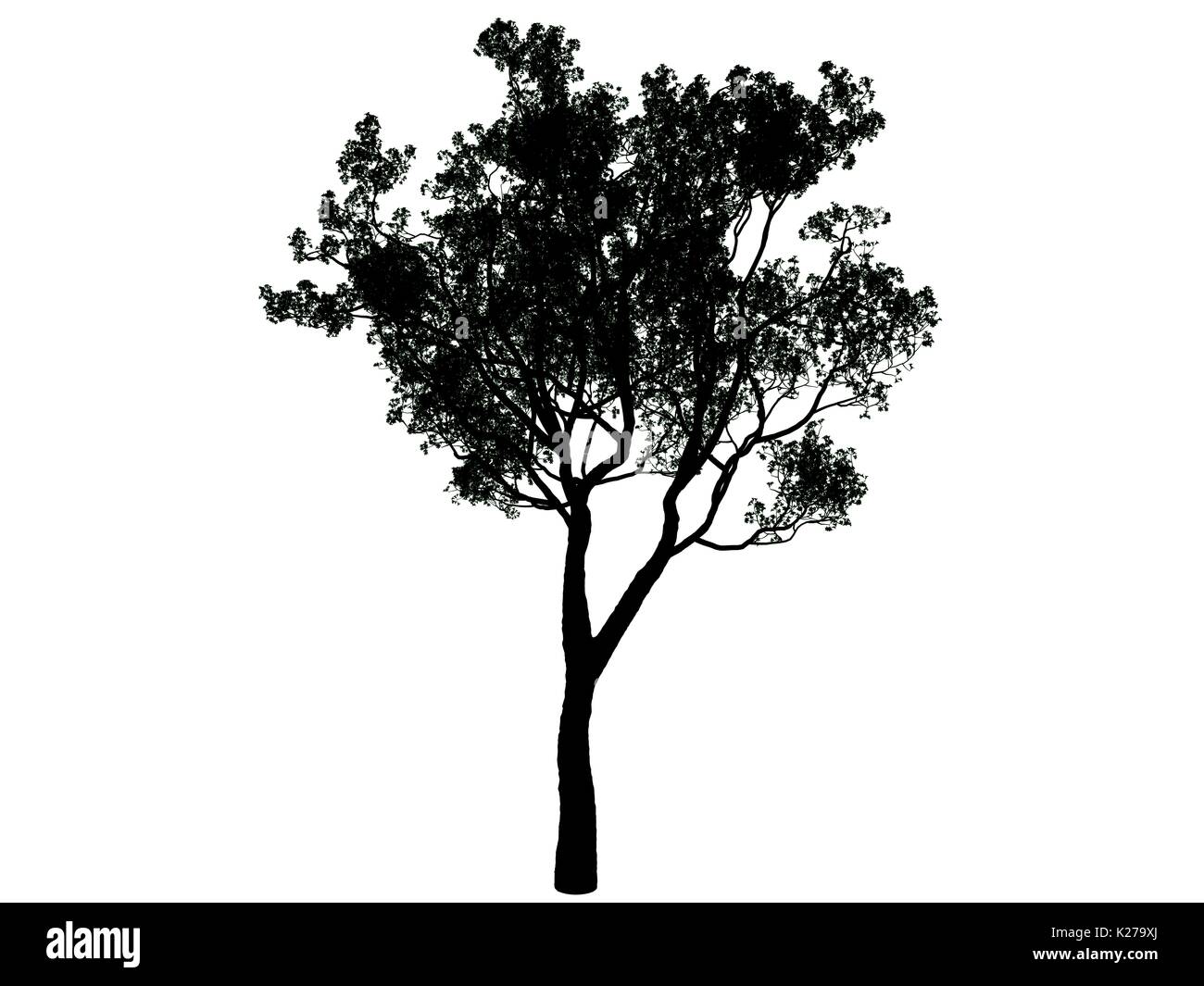 3d rendering of a silhouette tree isolated on white background Stock ...