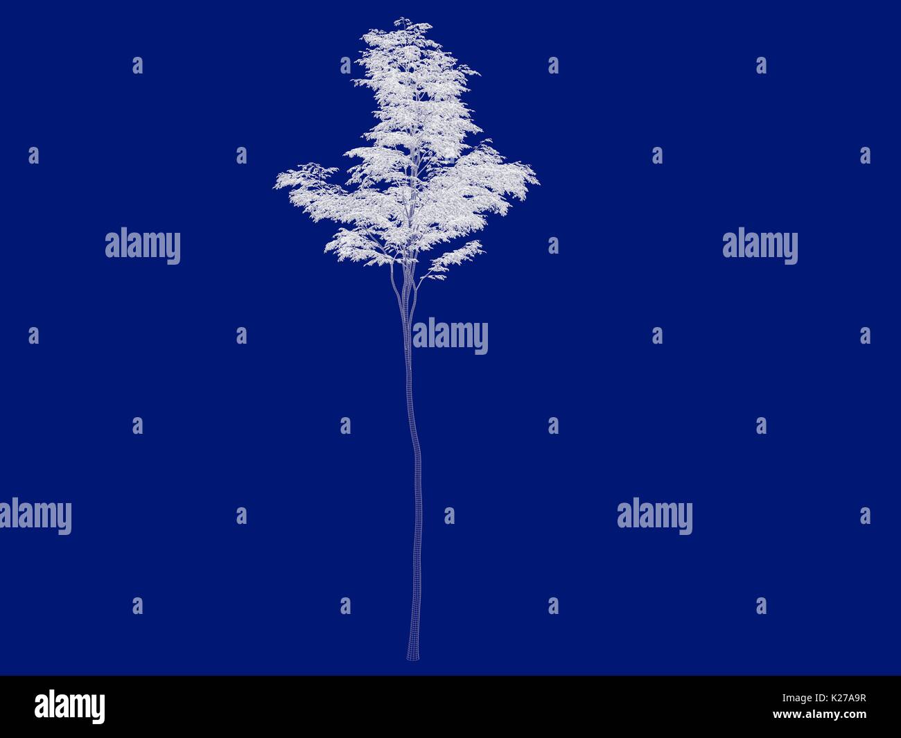 3d rendering of an outlined tree blueprint isolated on blue background ...