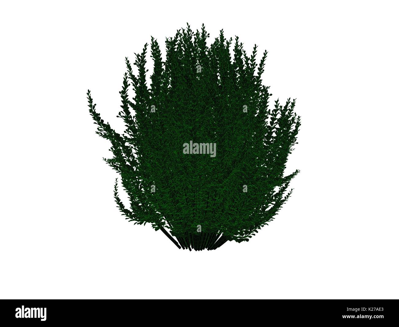3d rendering of an outlined black bush with green edges isolated on ...