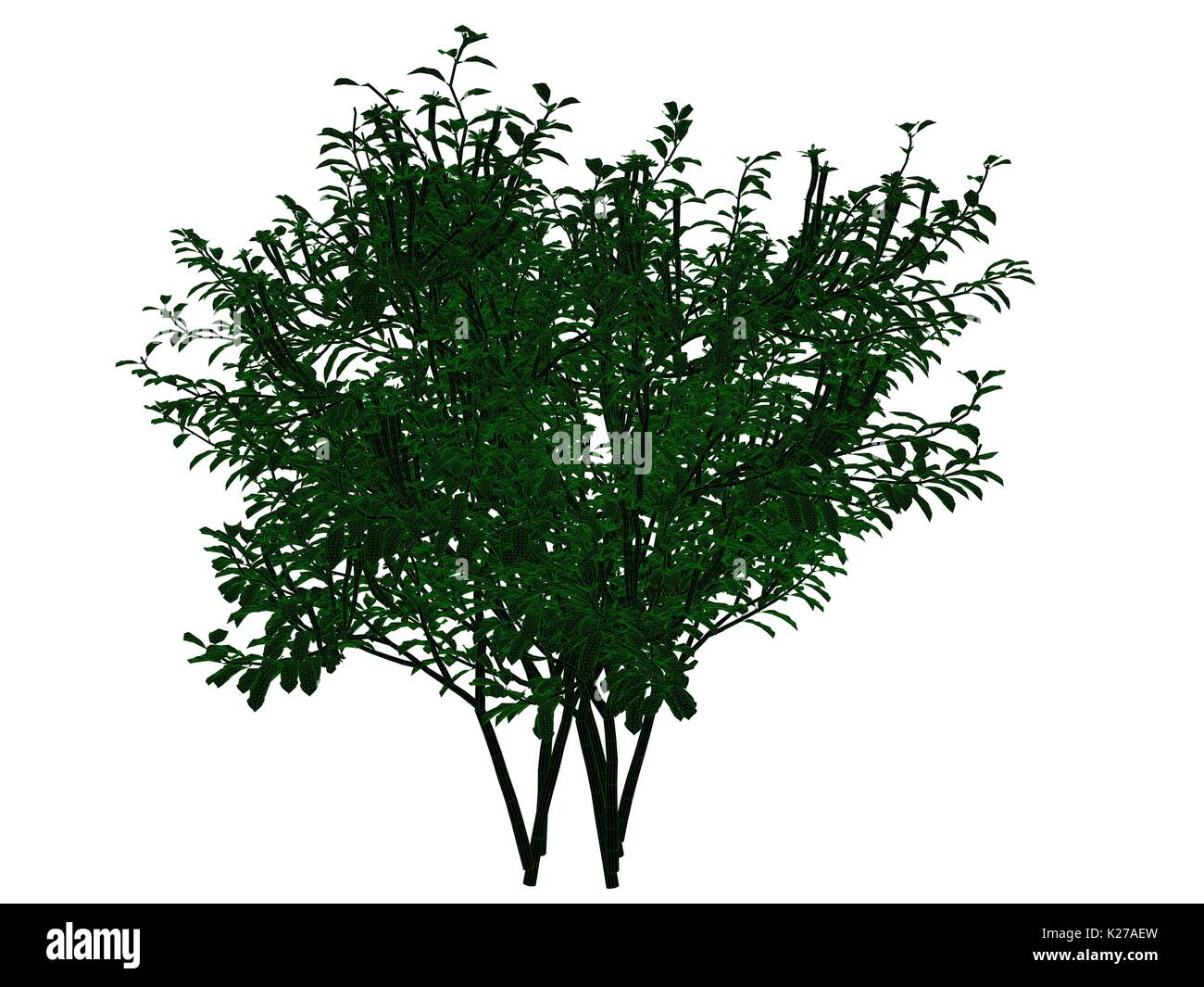3d rendering of an outlined black tree with green edges isolated on ...