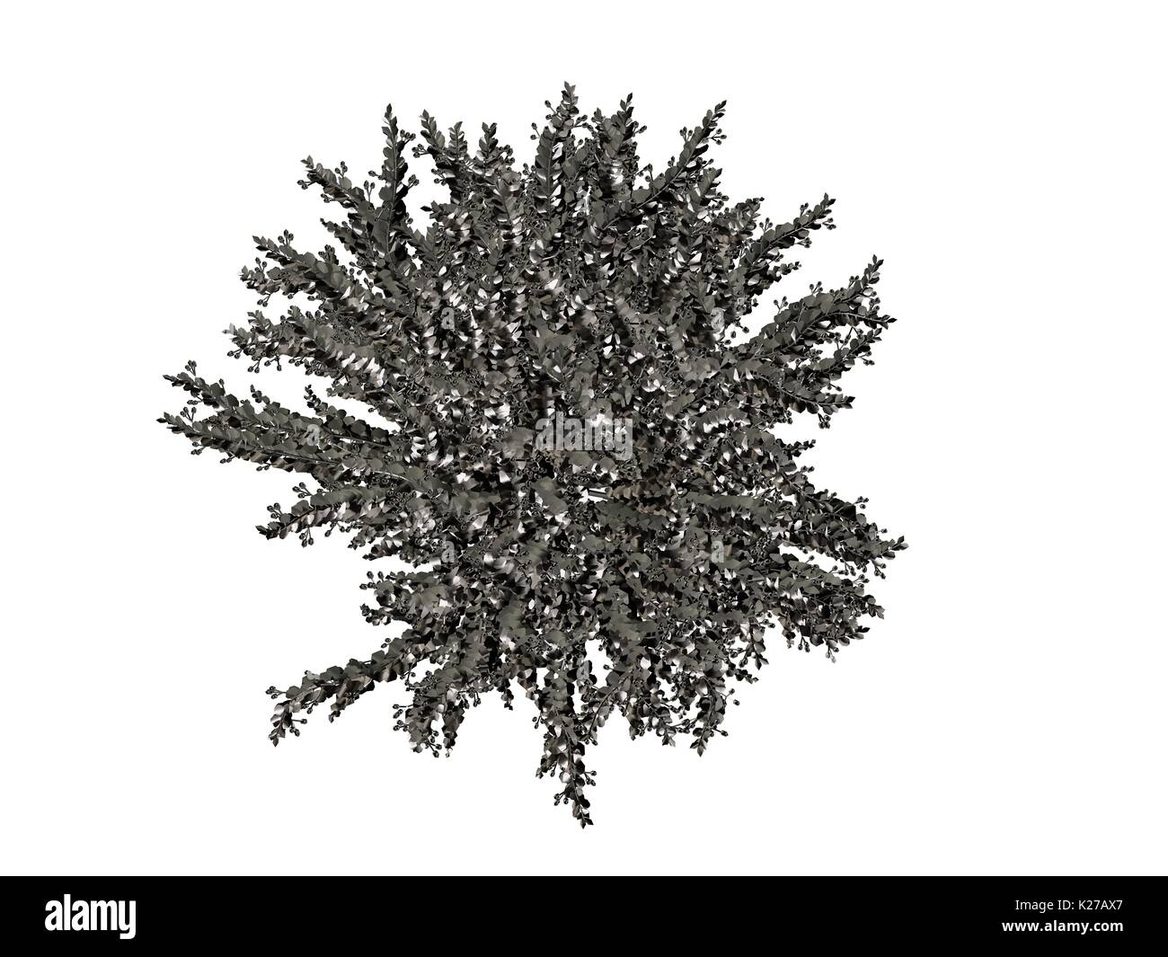 3d rendering of a silver tree isolated on a white background Stock ...
