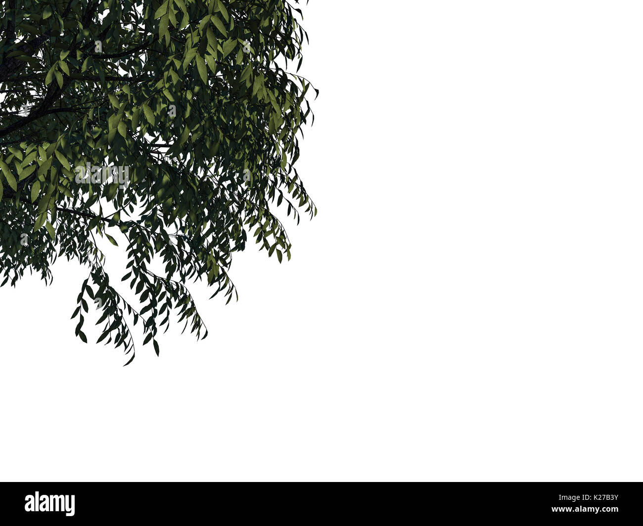 3d rendering of a foreground tree branch isolated on white background ...