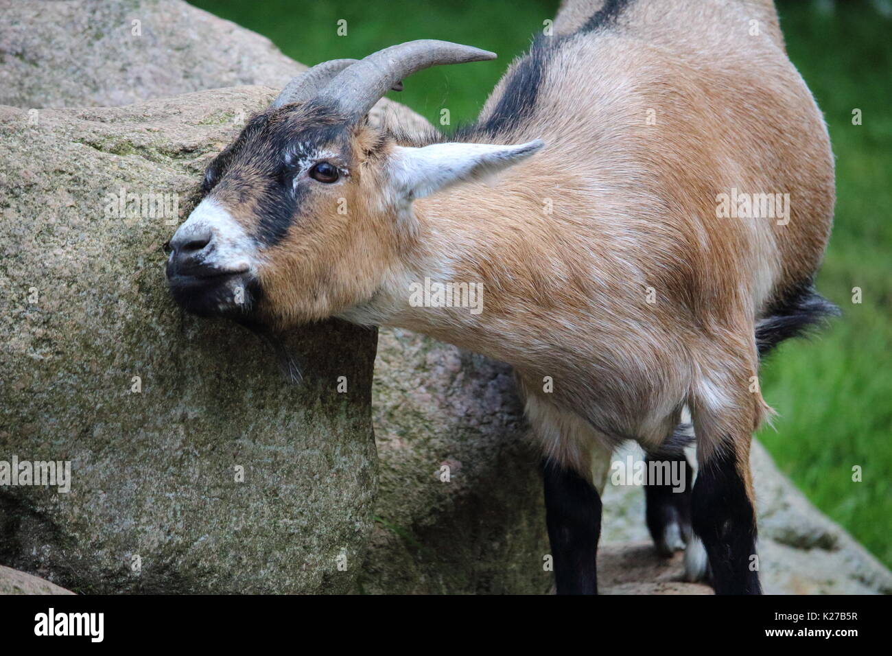 A goat on the side of a stone Stock Photo - Alamy