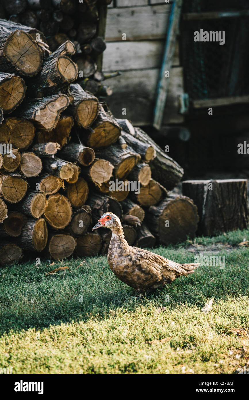 Flock birds in yard hi-res stock photography and images - Alamy