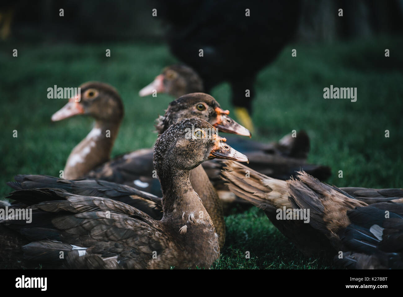 Poultry ducks in village yard hi-res stock photography and images - Alamy
