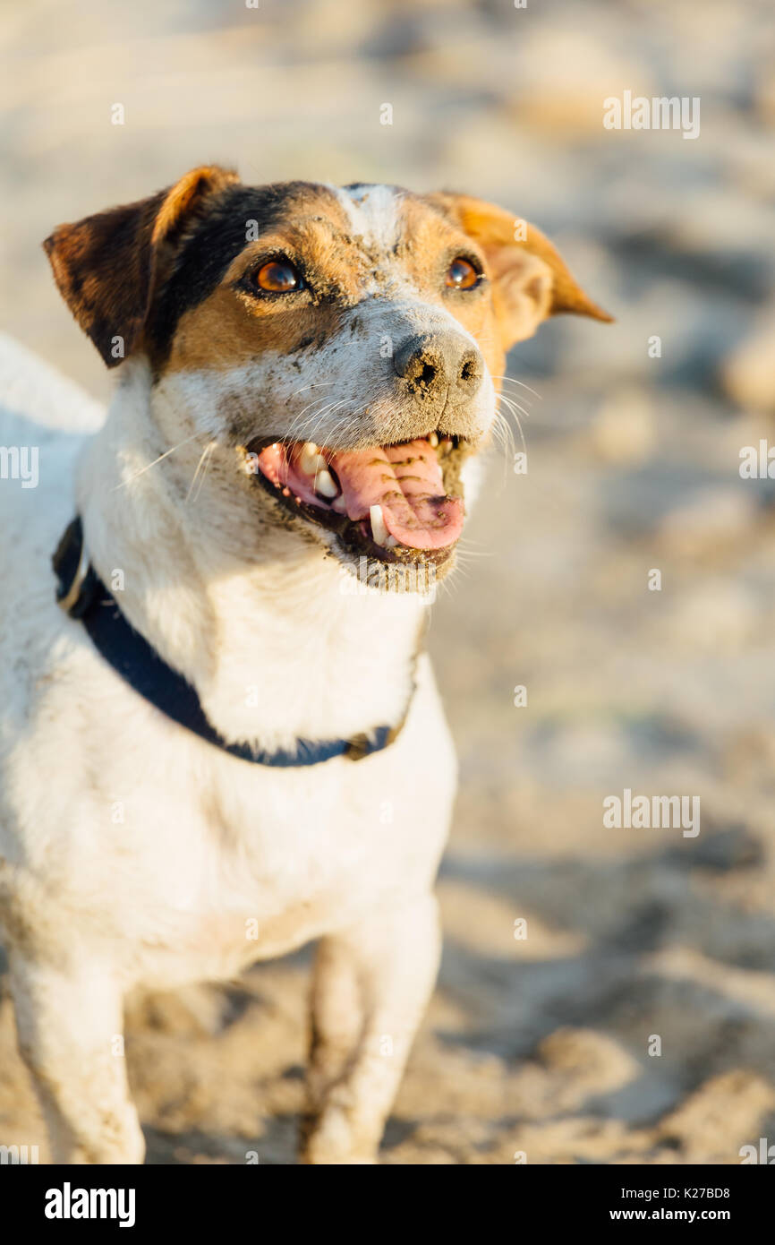 Adorable dog posing on beach Stock Photo - Alamy