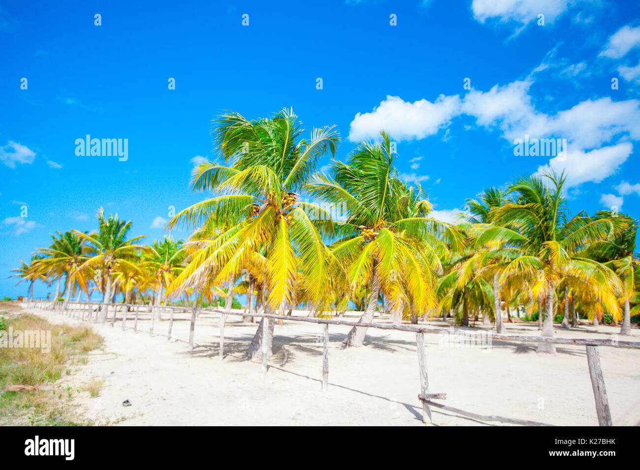 Palm trees on white sand beach. Playa Sirena. Cayo Largo Stock Photo ...