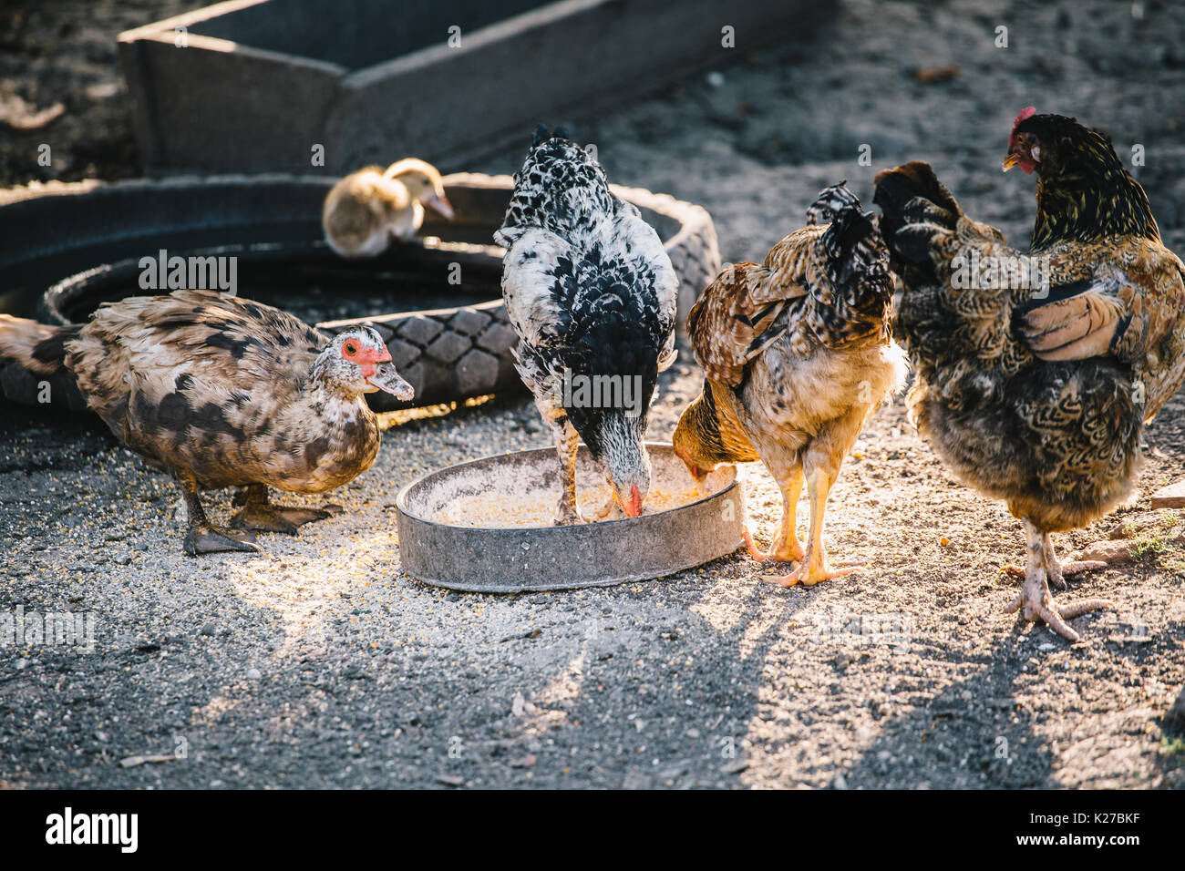 Flock of hens gathering around place with food on backyard of farmhouse ...