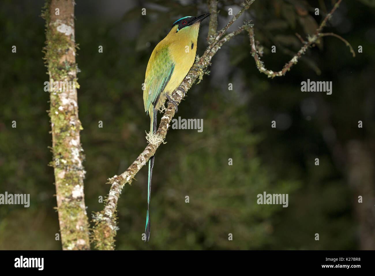 Andean motmot aka highland motmot (Momotus aequatorialis) Machu Picchu ...