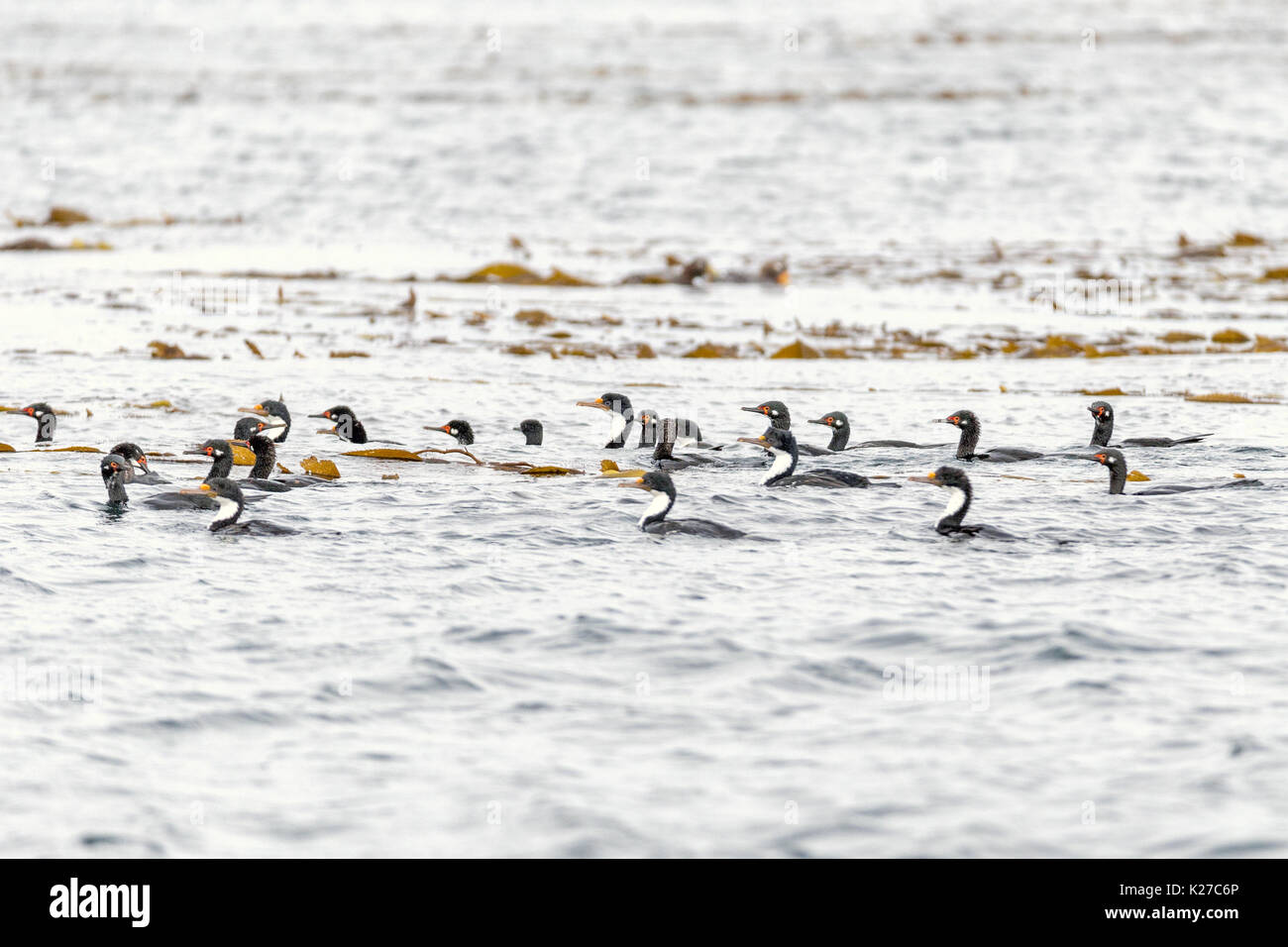 Rock Cormorant Phalacrocorax magellanicus and King Cormorants ...