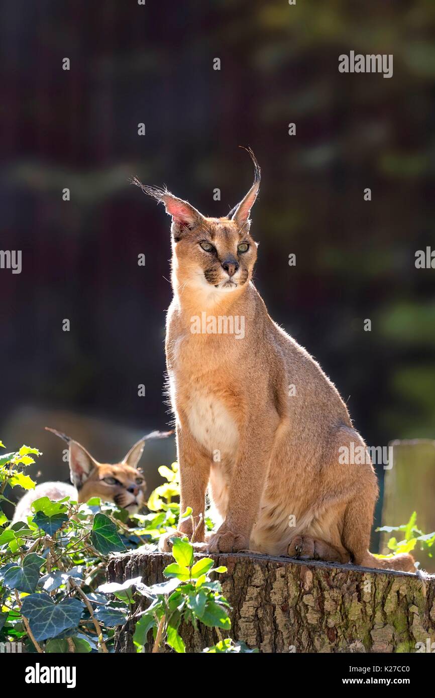 Caracal wildlife hi-res stock photography and images - Alamy