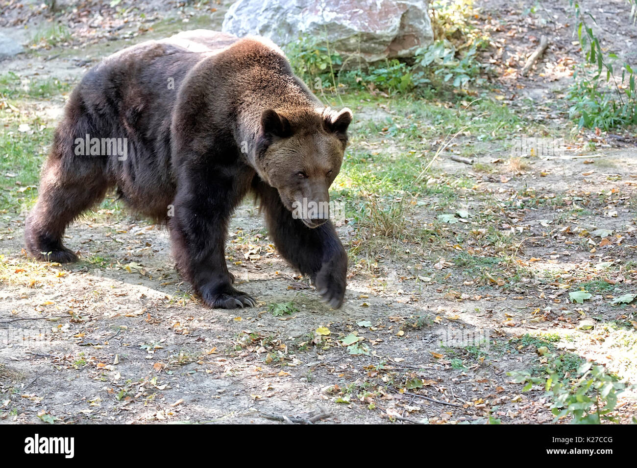 Bear in wild brown hi-res stock photography and images - Alamy