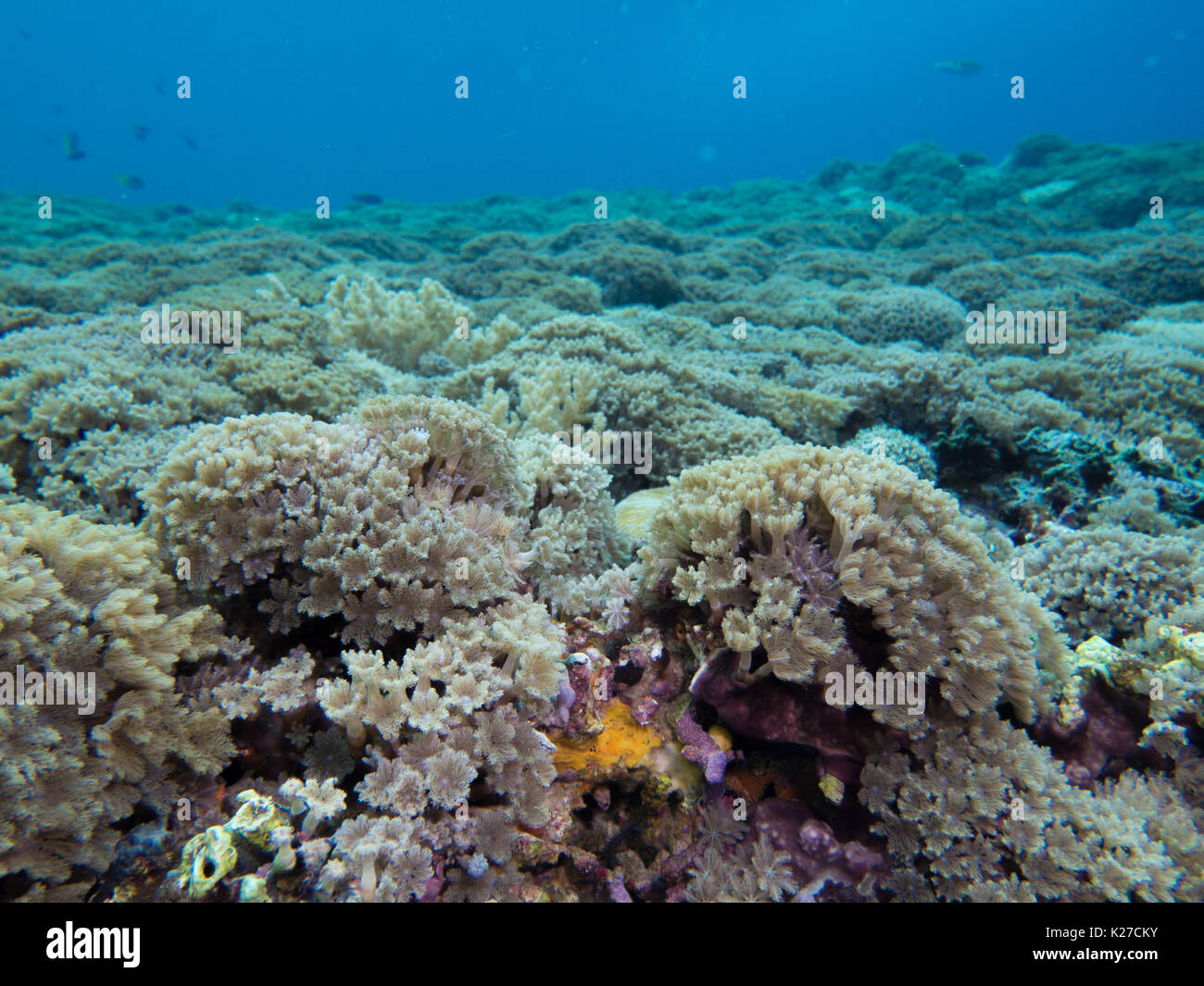 Soft coral reef in Indonesia Stock Photo - Alamy