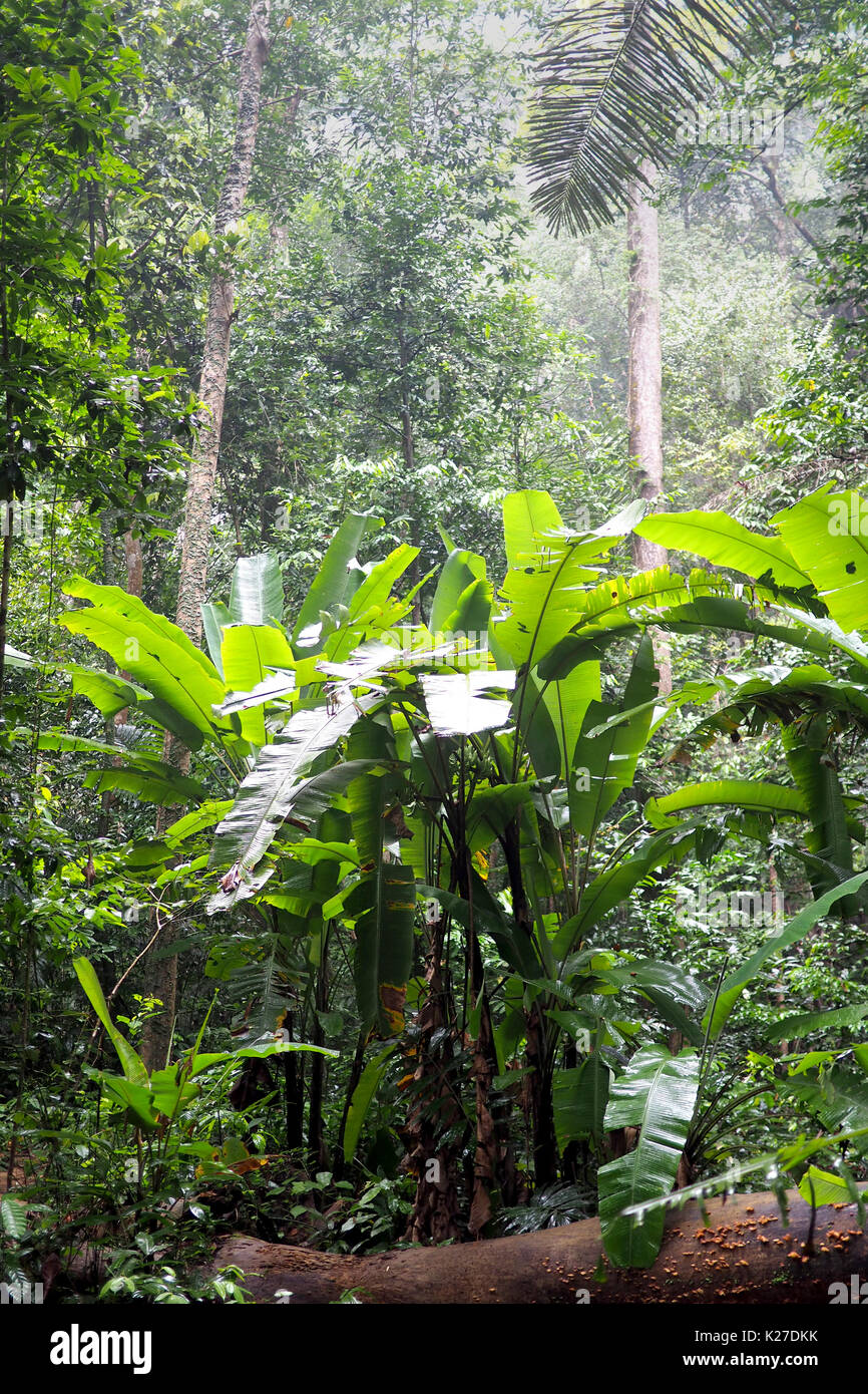 wild banana plantation in the jungle Stock Photo - Alamy