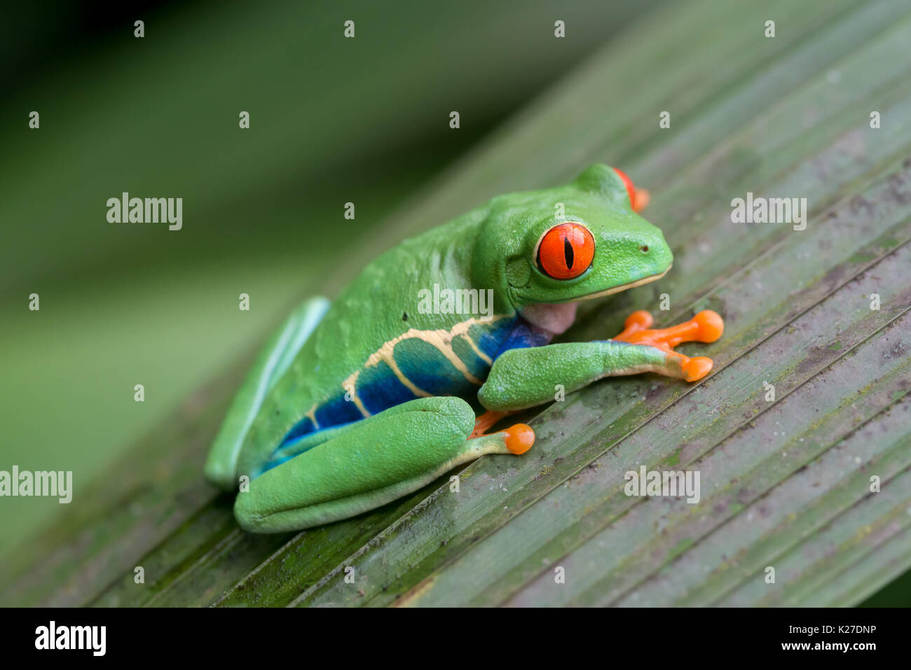 Red-eyed Tree Frog, “Agalychnis callidryas” from Costa Rica Stock Photo ...