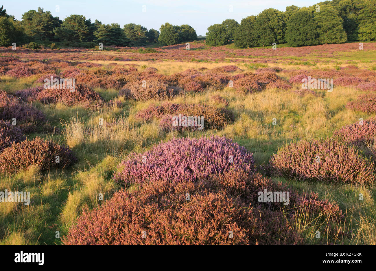Heather plants, Calluna vulgaris, heathland vegetation, Sutton Heath ...