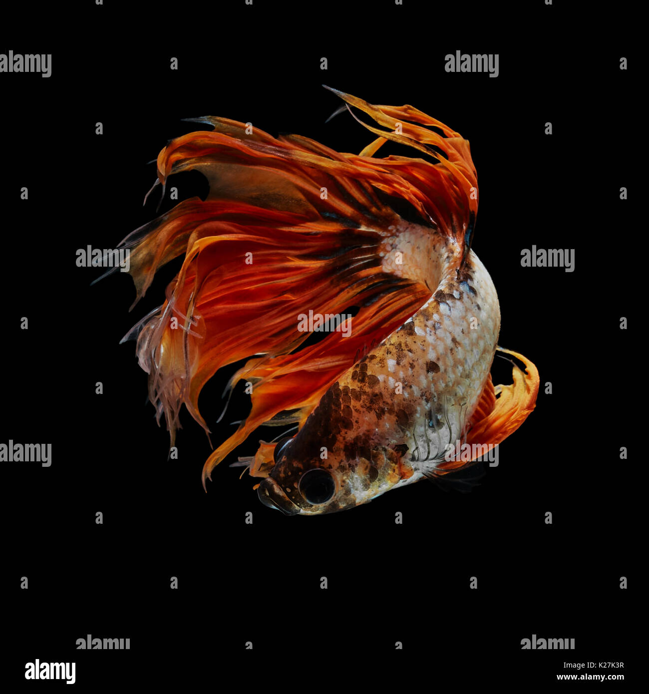 Orange siamese fighting fish hi-res stock photography and images - Alamy