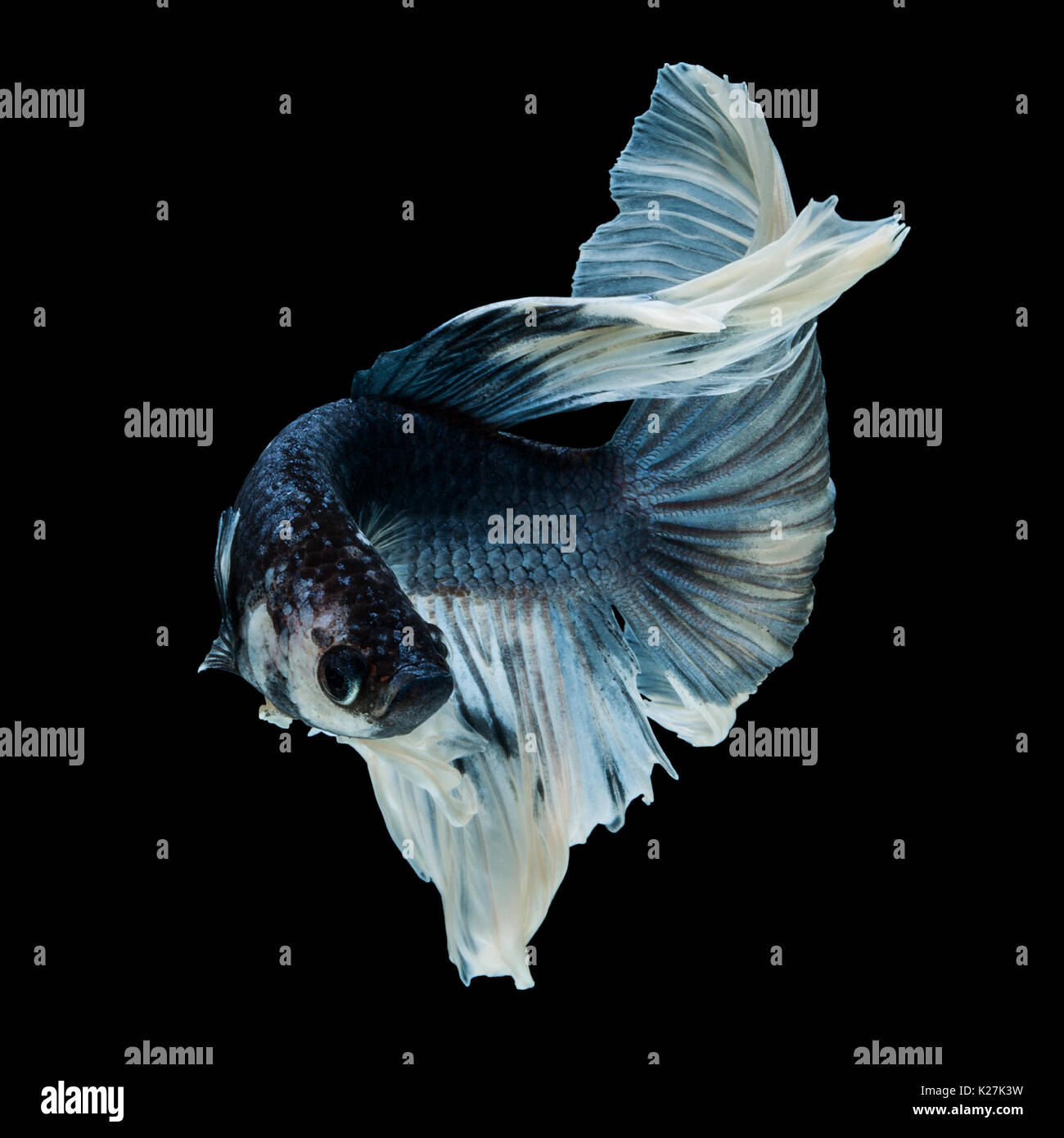 Betta fish, siamese fighting fish "half moon" isolated on black ...