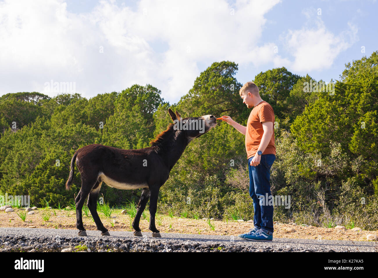 Young man feeding a wild donkeys out of hand. Wildlife, mammals ...