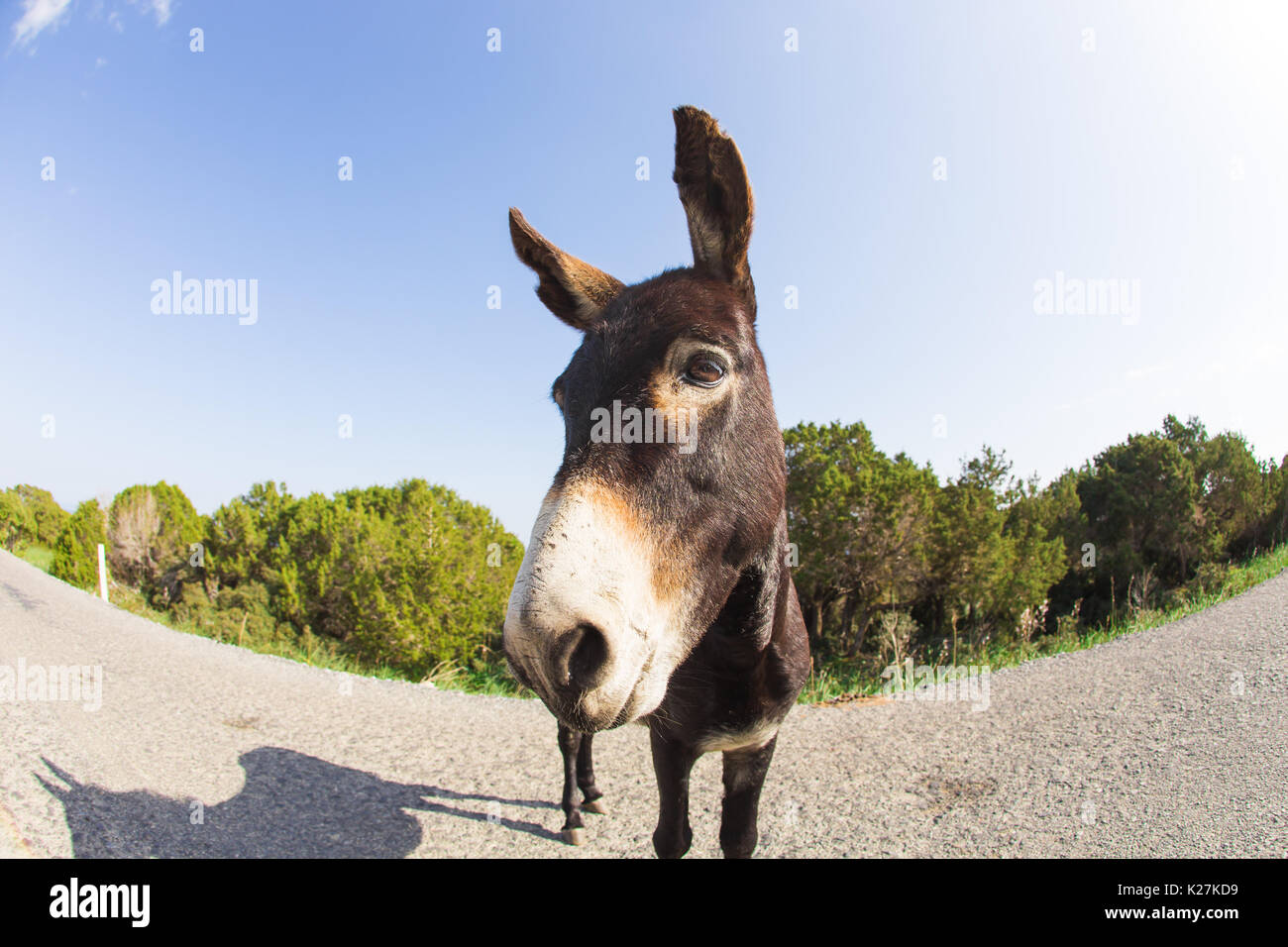 Wild funny donkey outdoors Stock Photo - Alamy