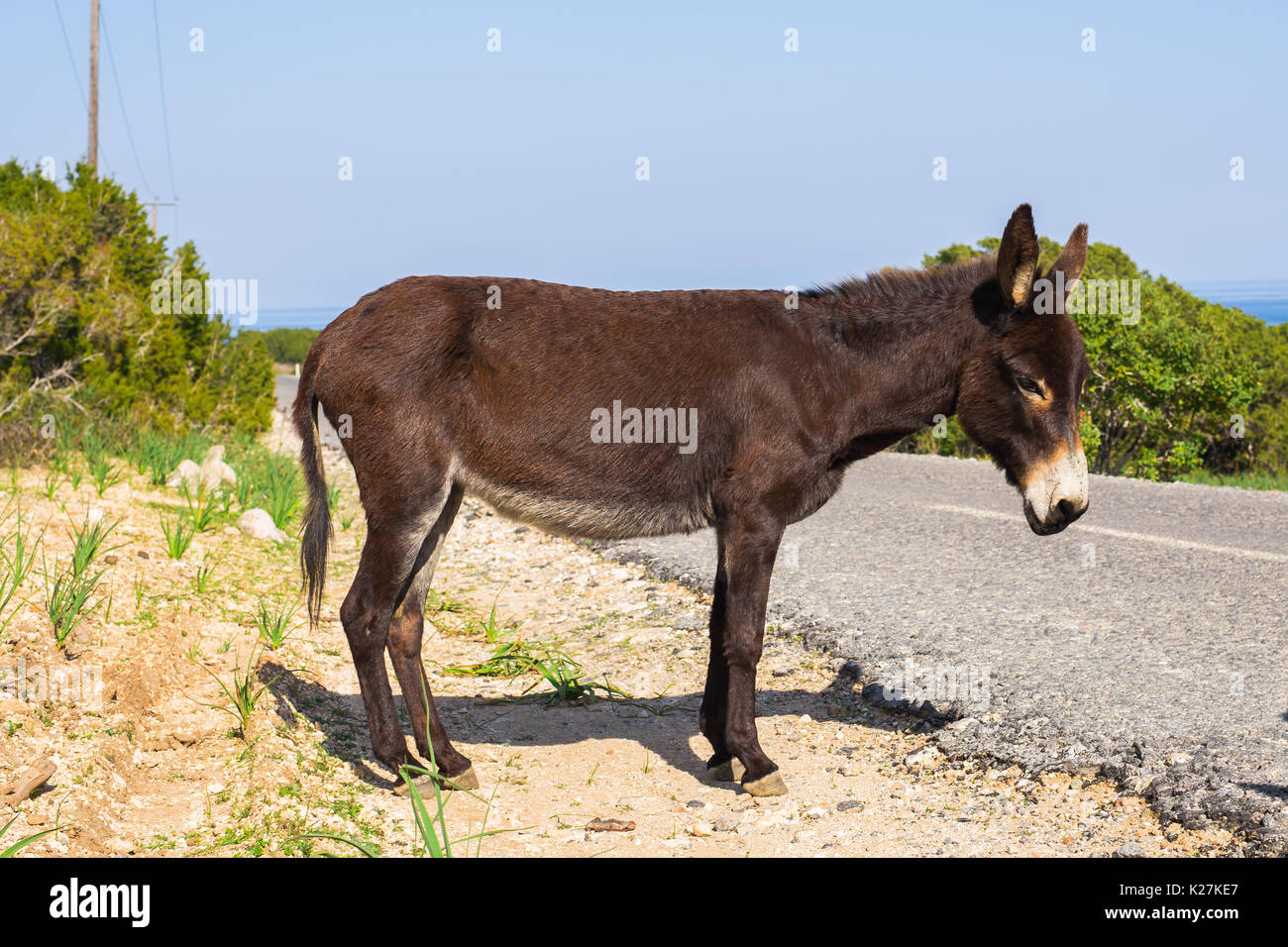 Wild funny donkey outdoors Stock Photo - Alamy