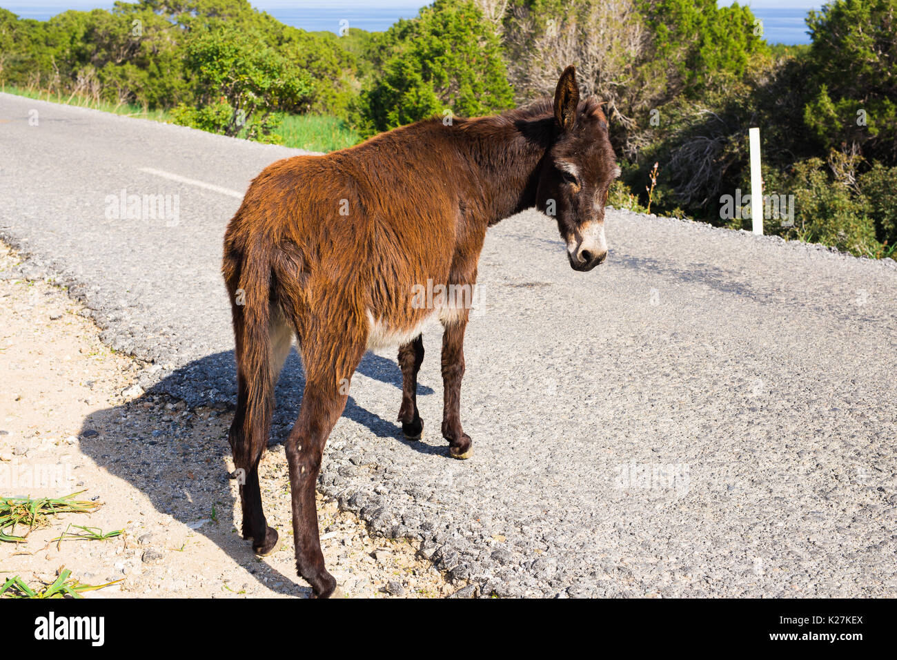 funny wild donkey Stock Photo - Alamy