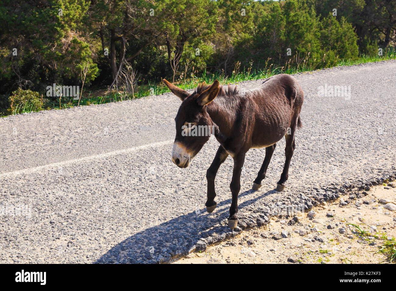 Wild funny donkey outdoors Stock Photo - Alamy