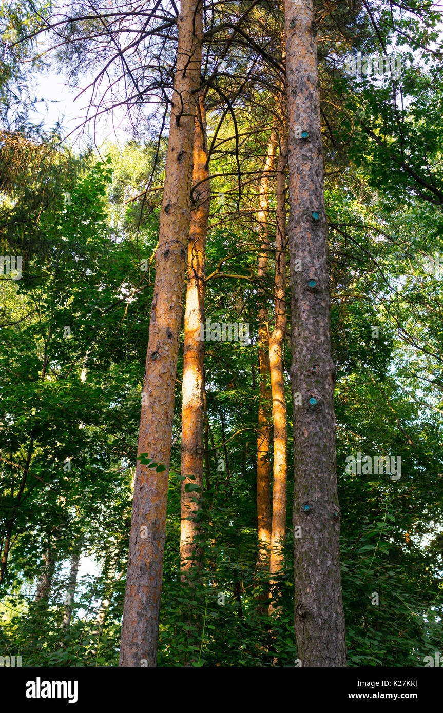 pine trees in the park at evening. background, nature Stock Photo - Alamy