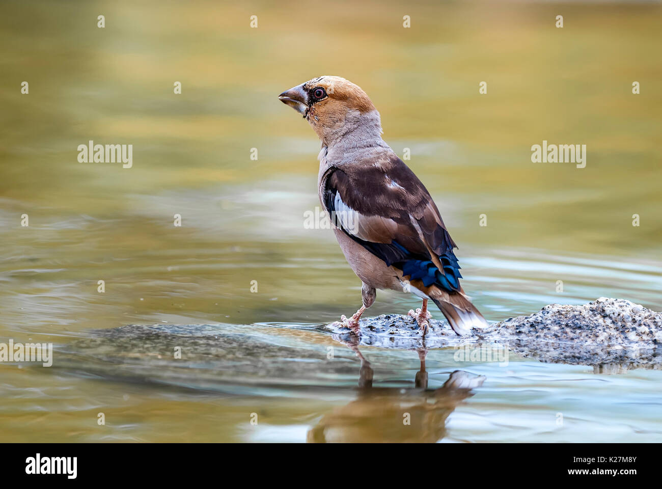 Hawfinch uk hi-res stock photography and images - Alamy