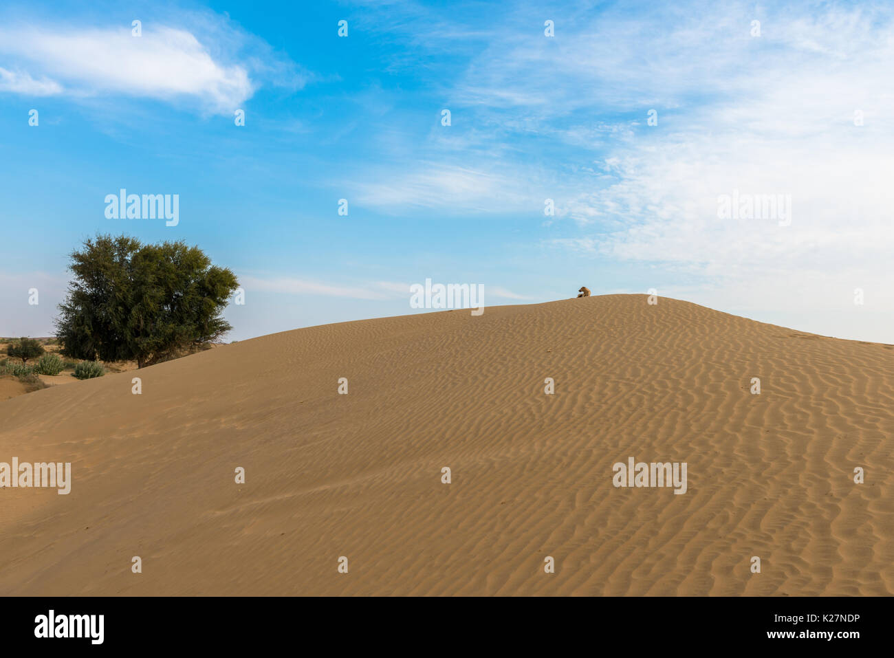 Fauna of the thar desert hi-res stock photography and images - Alamy