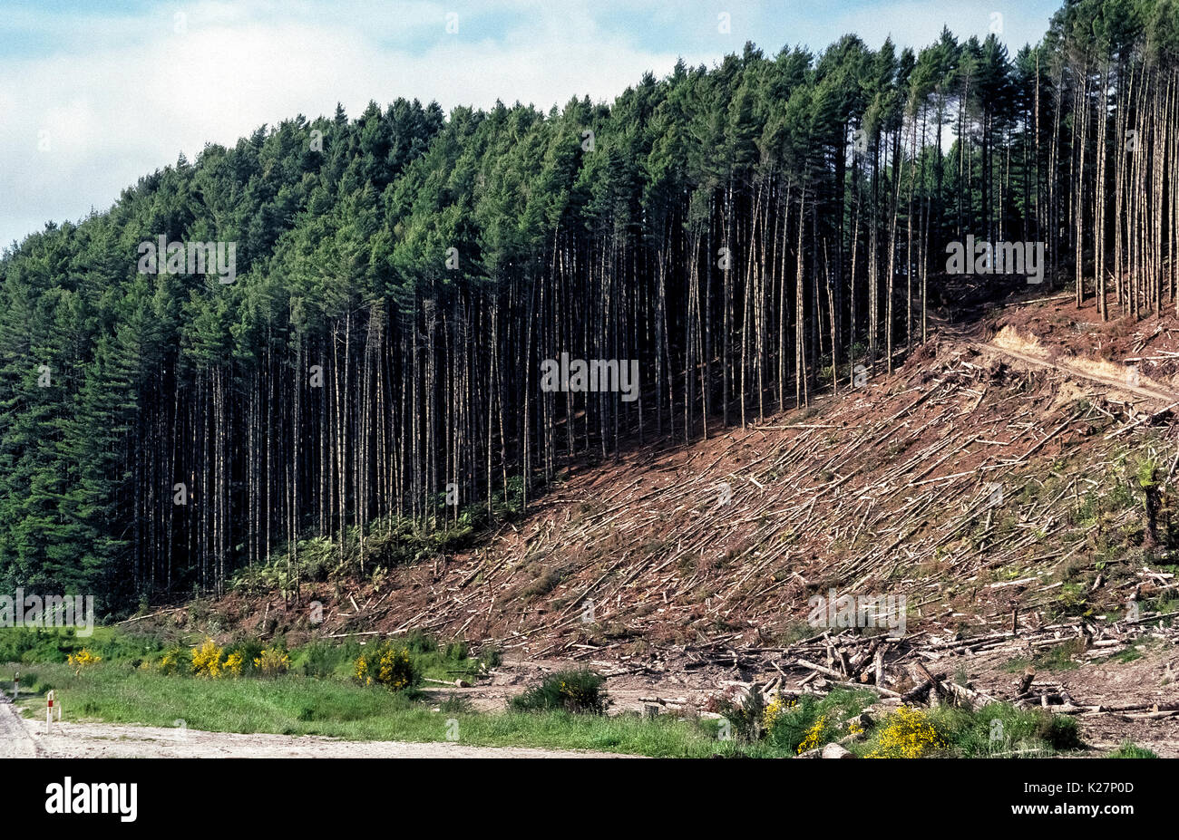 Tree blights hi-res stock photography and images - Alamy