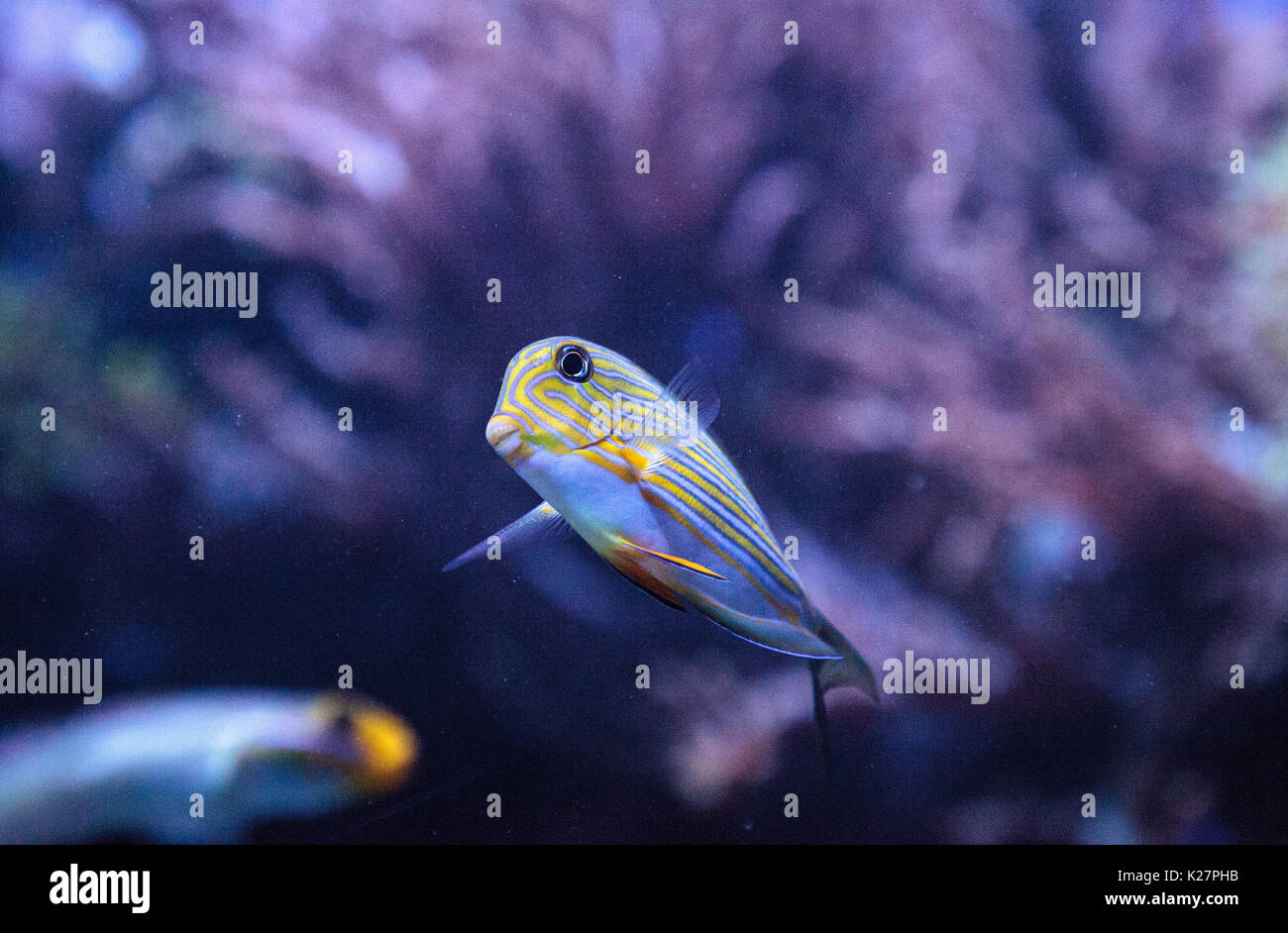 Lined surgeonfish acanthurus lineatus hi-res stock photography and ...