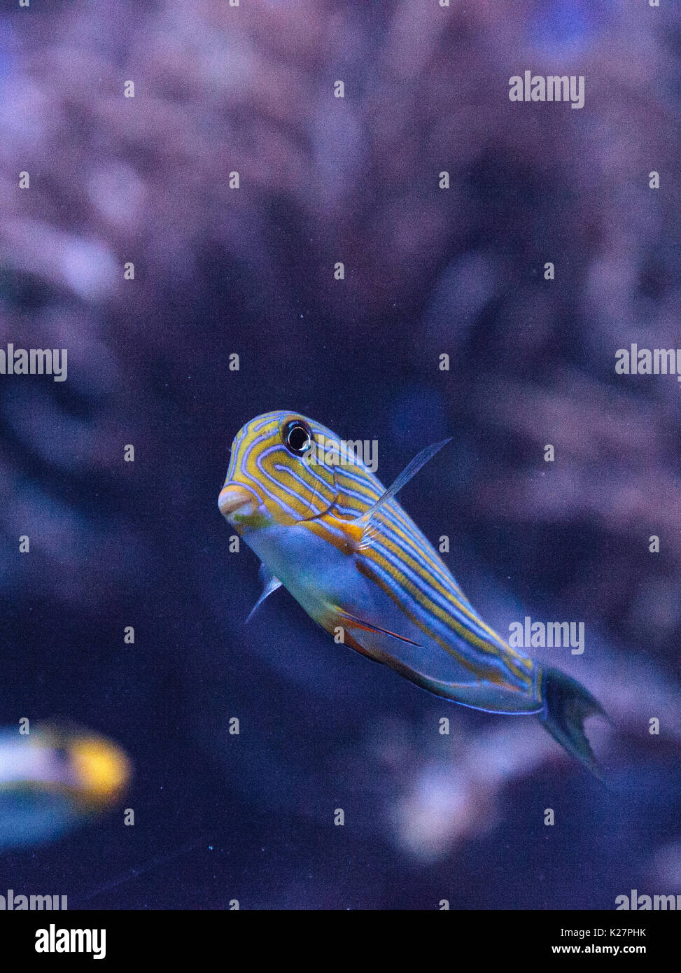 Zebra sturgeonfish hi-res stock photography and images - Alamy