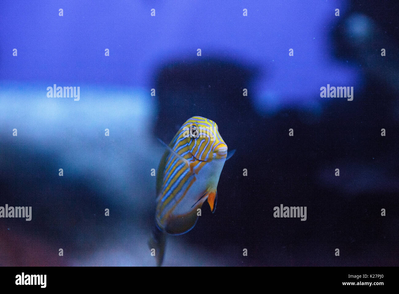 Striped surgeonfish Acanthurus lineatus swims on a coral reef Stock ...