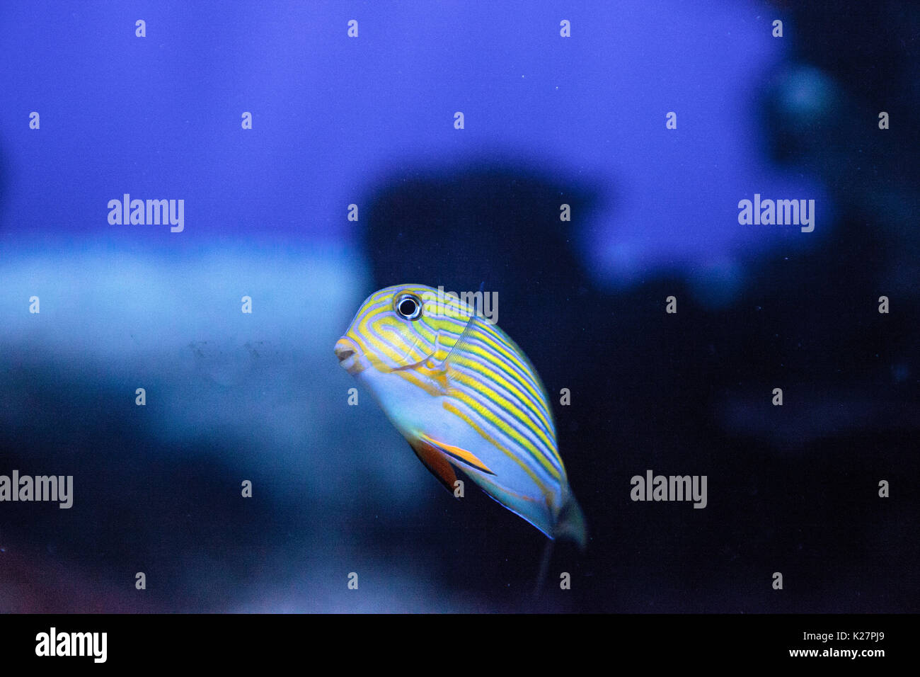 Striped surgeonfish Acanthurus lineatus swims on a coral reef Stock ...