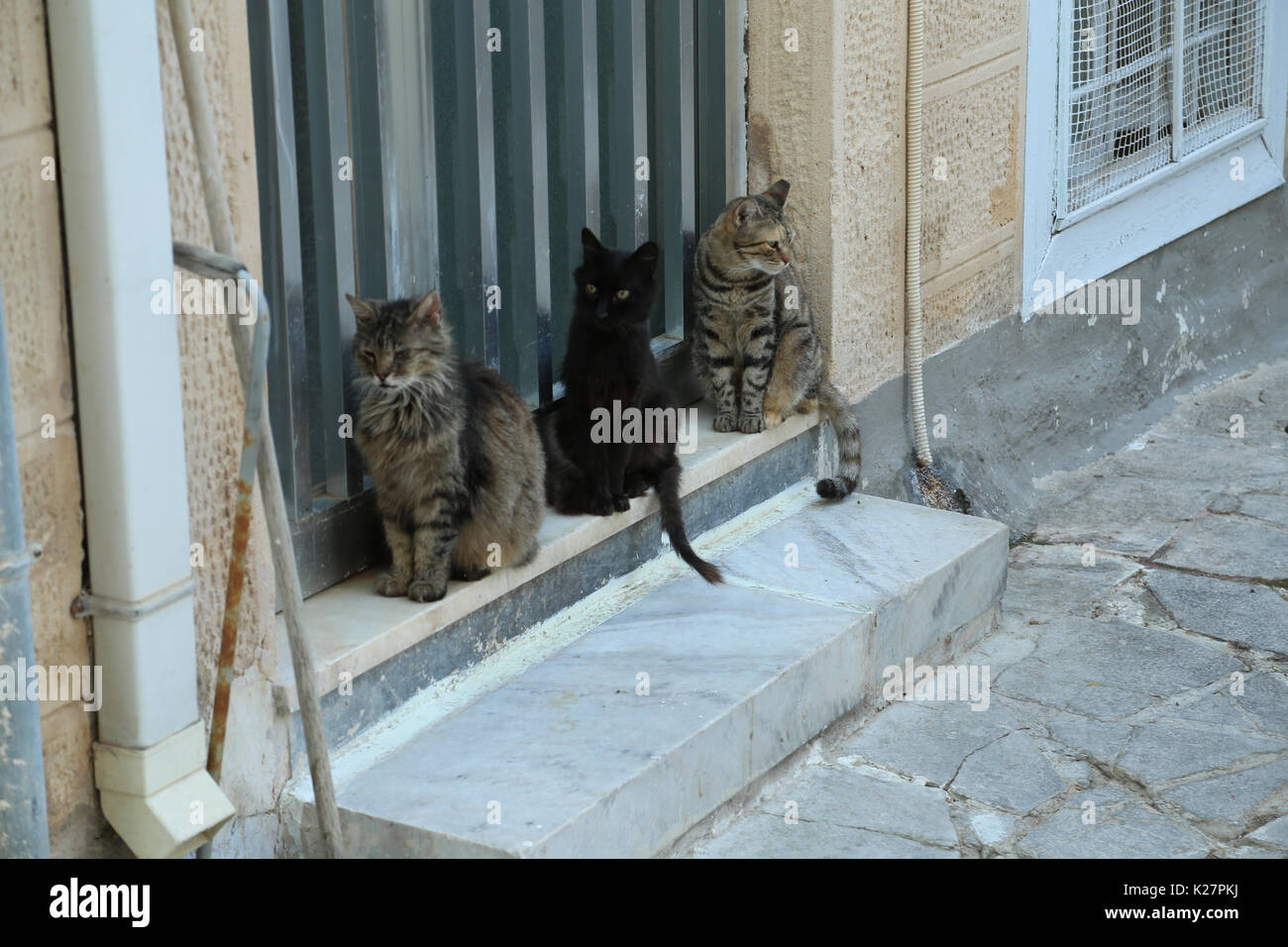 Kittens with stairs hi-res stock photography and images - Alamy