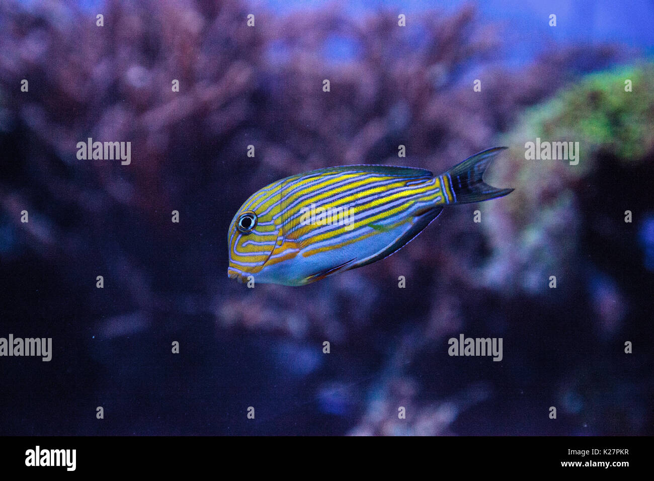 Striped surgeonfish Acanthurus lineatus swims on a coral reef Stock ...