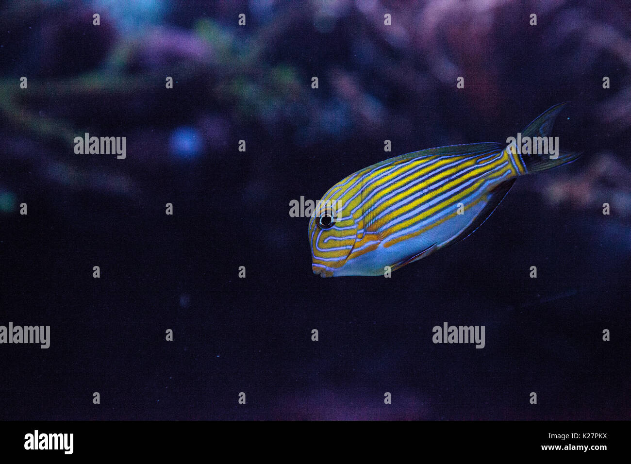 Clown surgeonfish acanthurus lineatus hi-res stock photography and ...