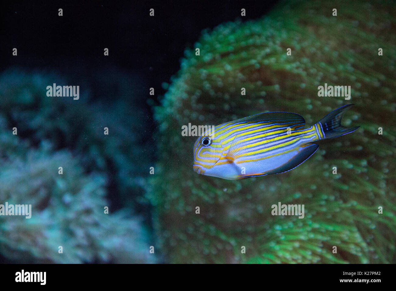 Striped surgeonfish Acanthurus lineatus swims on a coral reef Stock ...