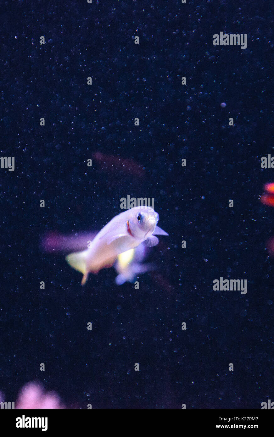 Shotsilk goby Ptereleotris zebra darts around a coral reef aquarium ...