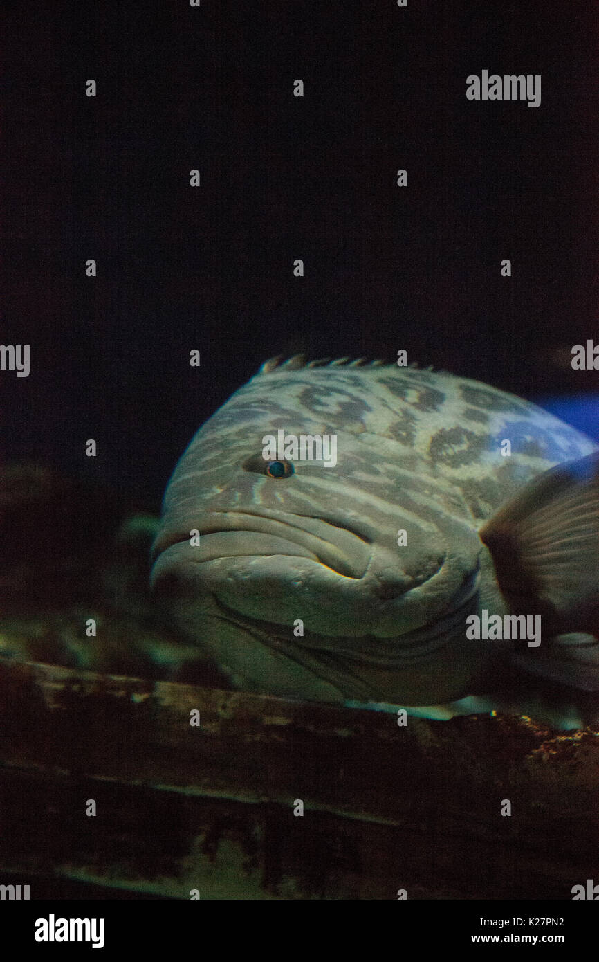 Broomtail grouper fish Mycteroperca xenarcha swims among giant kelp ...