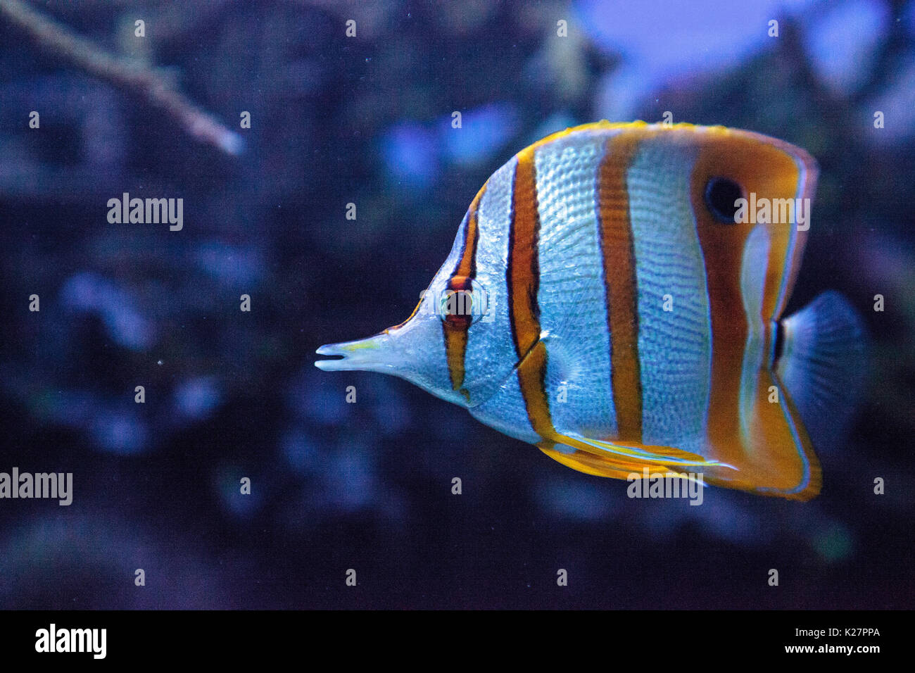 Copper-banded butterflyfish, Chelmon rostratus, picks at the corals on ...